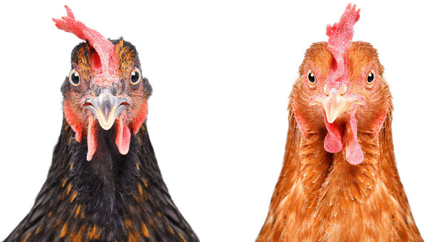 Collections - Pro-Ghost Controls